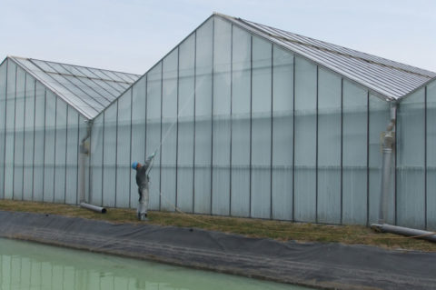 Blanchiment & Déblanchiment des serres | Traita Service